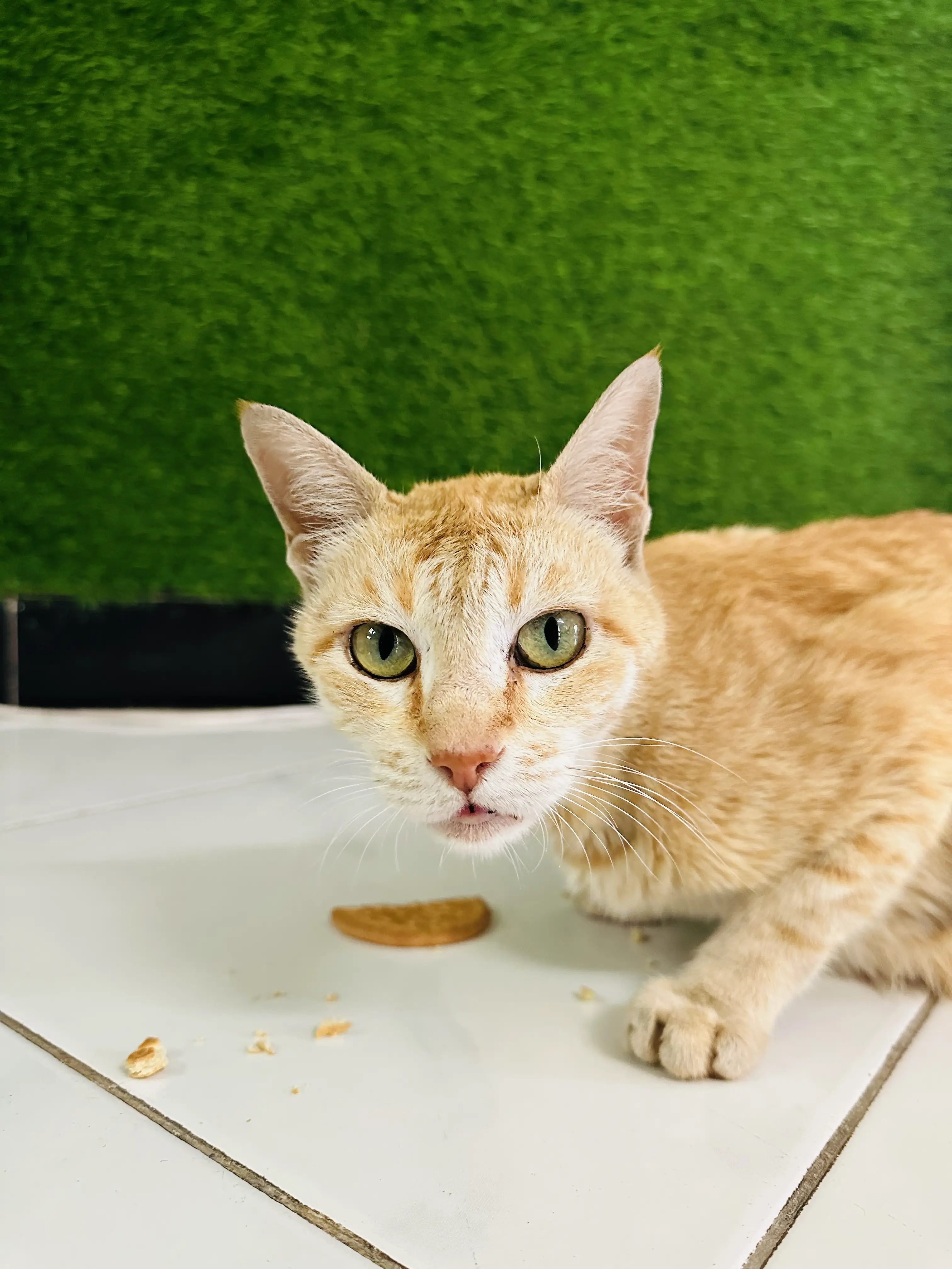 Leading Web Development & Designing Company in Pune | Augment Works